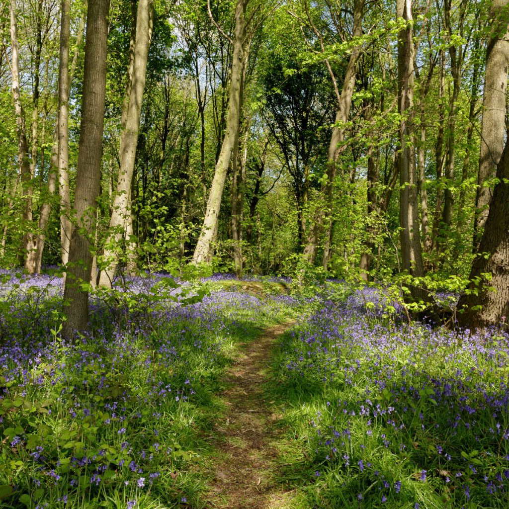 Rufford Abbey Country Park » Meme Media